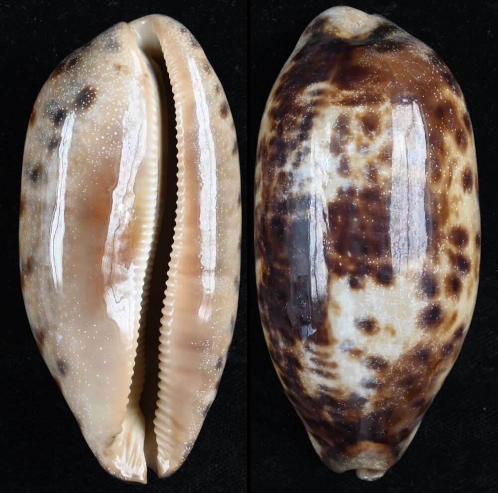 All shells - ShellBrothers - All shells