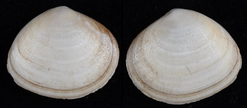 All shells - ShellBrothers - All shells
