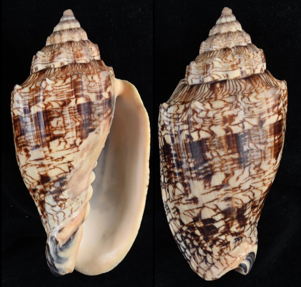All shells - ShellBrothers - All shells