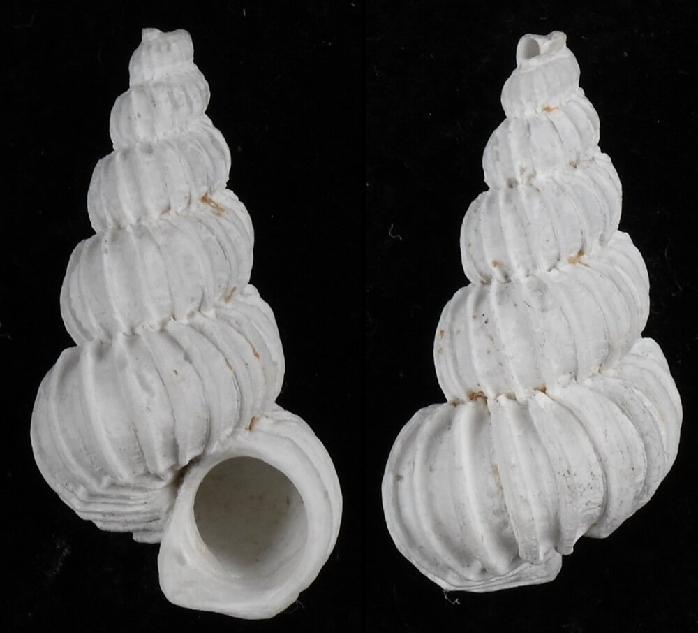 All shells - ShellBrothers - All shells