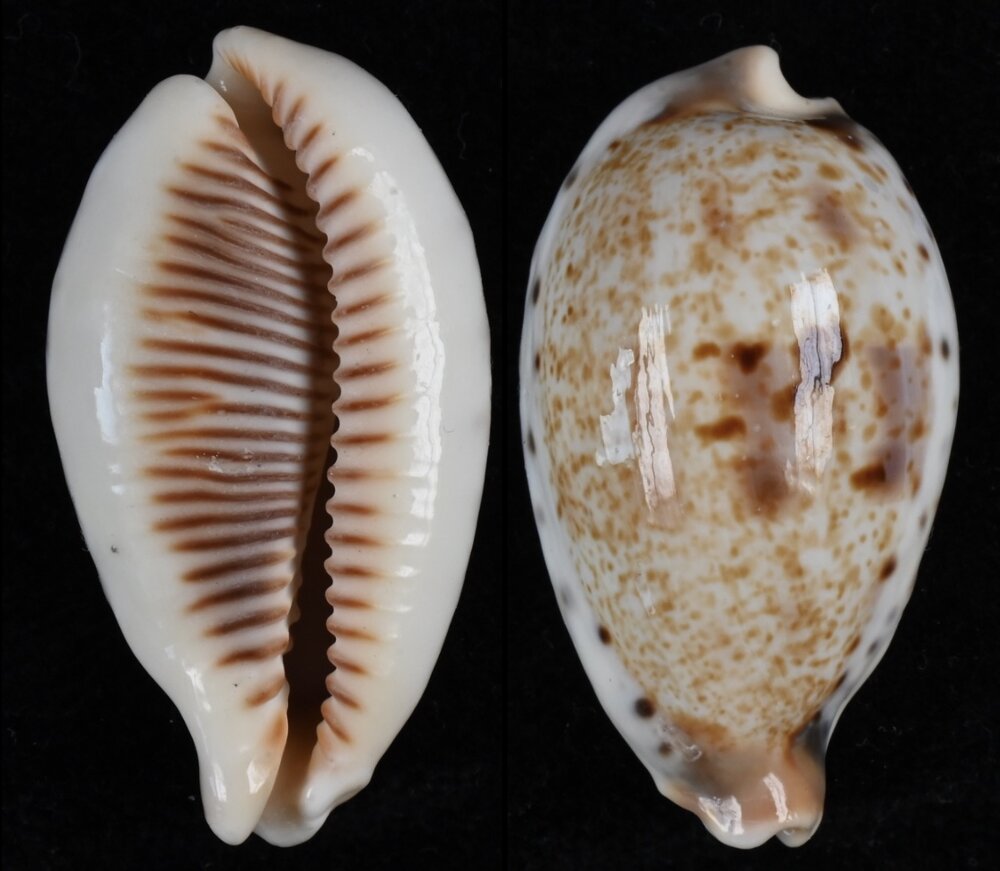 New shells - ShellBrothers - New shells