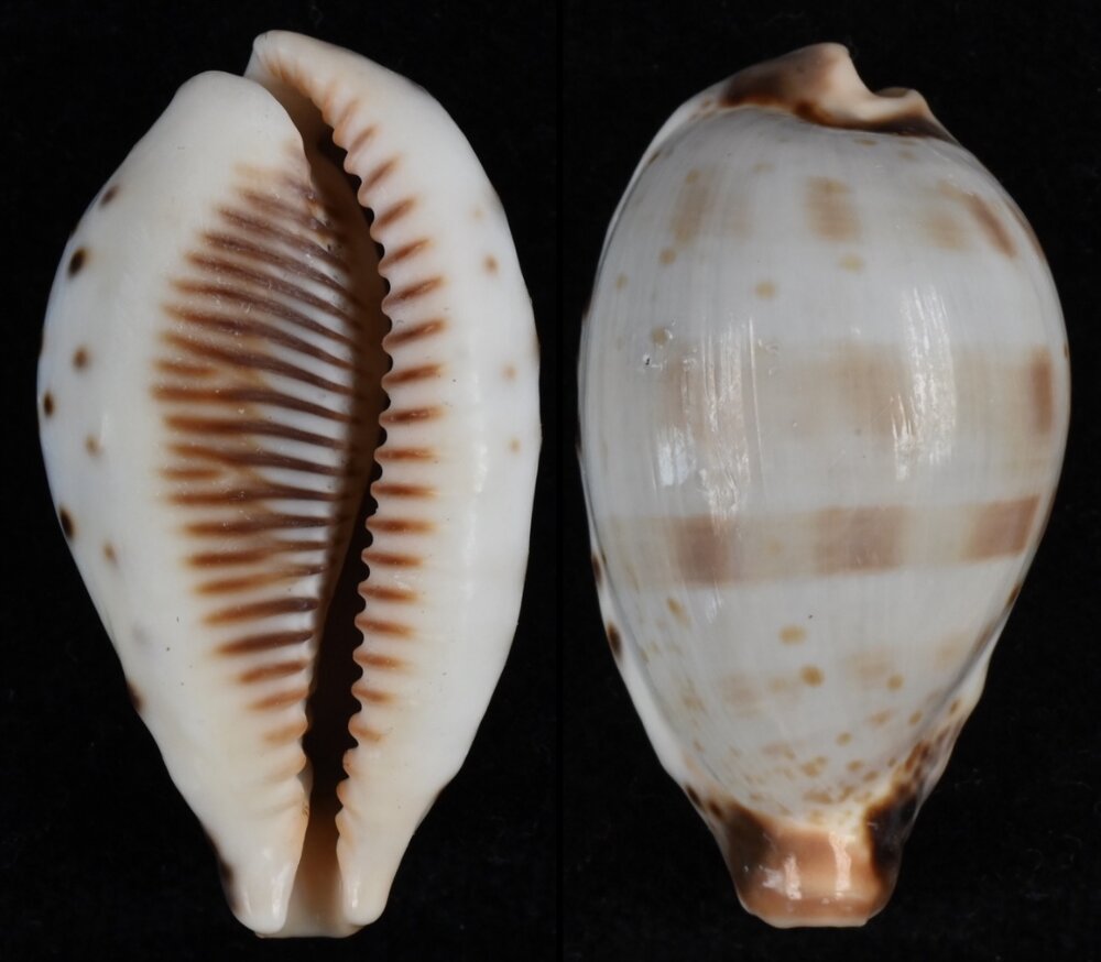 Search shells - ShellBrothers