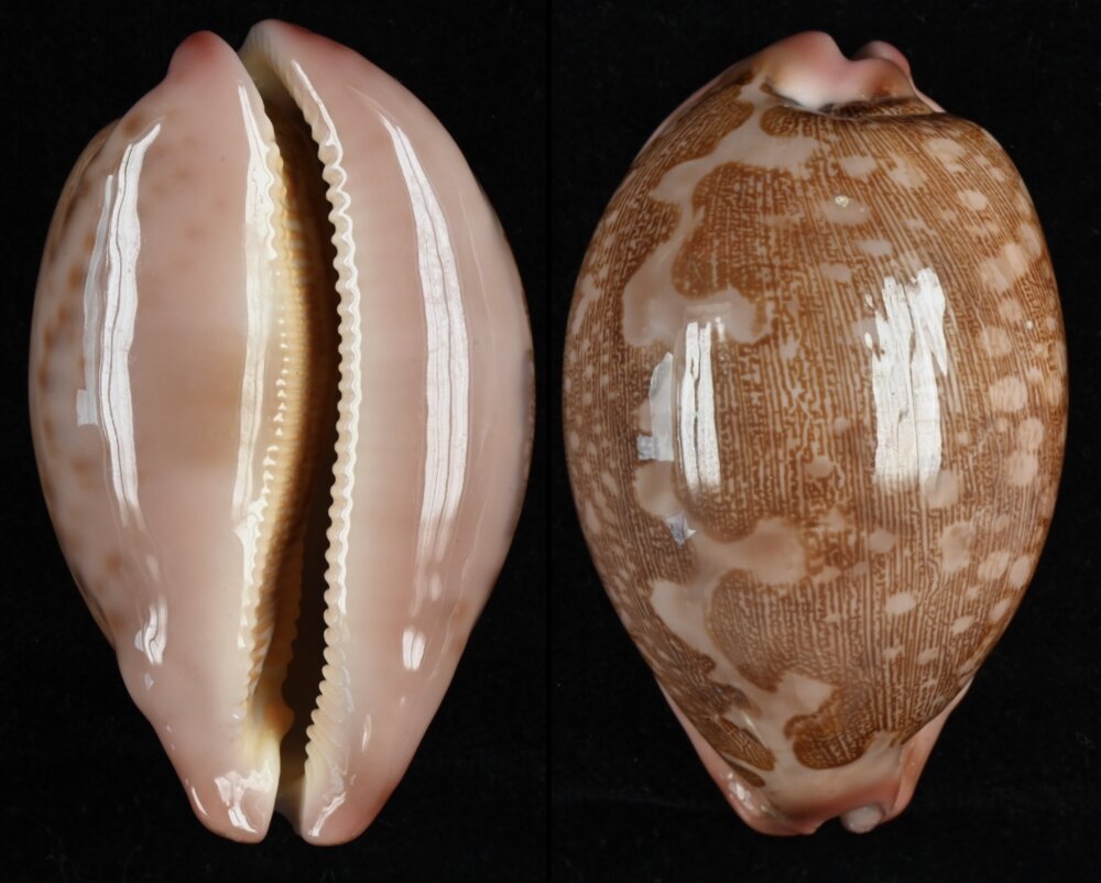 All shells - ShellBrothers - All shells