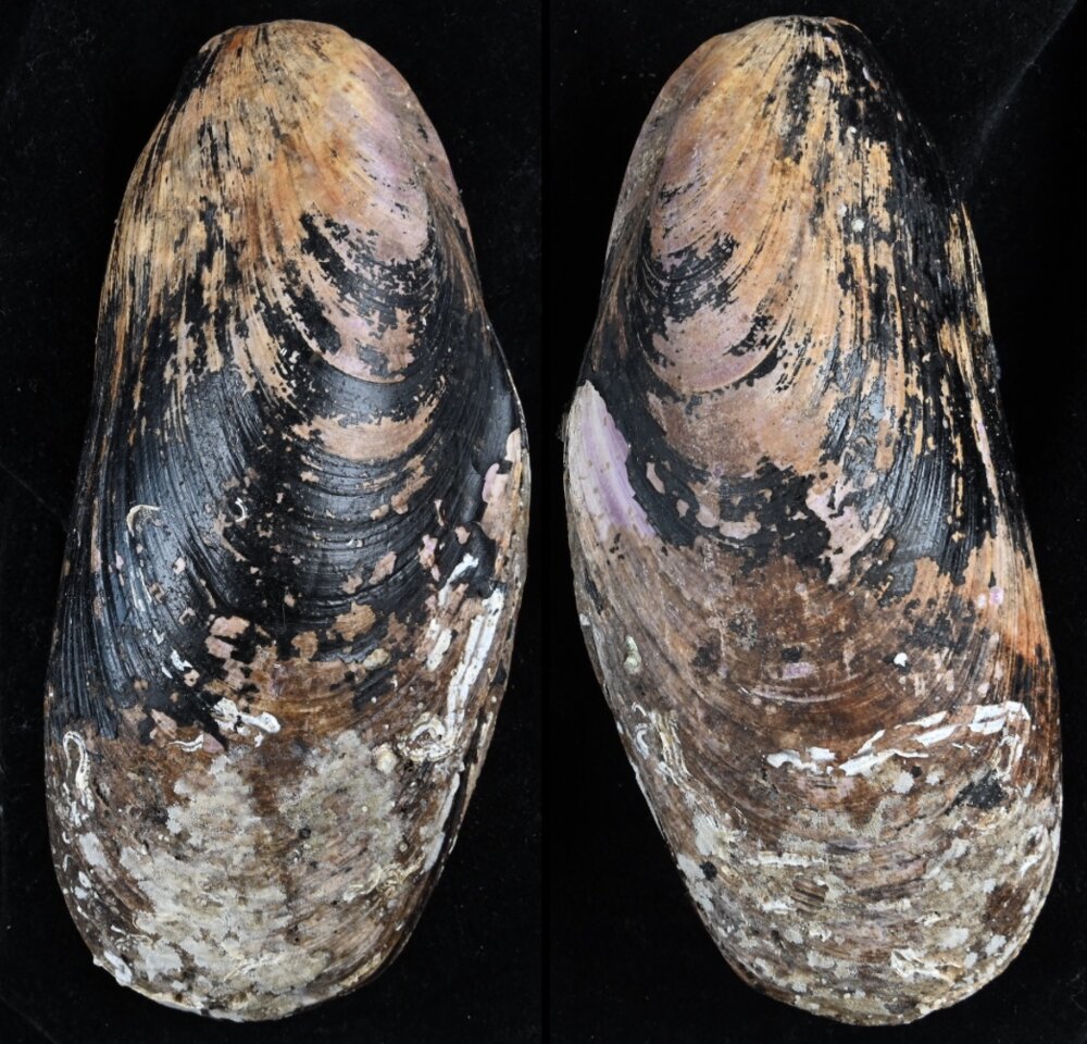 New shells - ShellBrothers - New shells