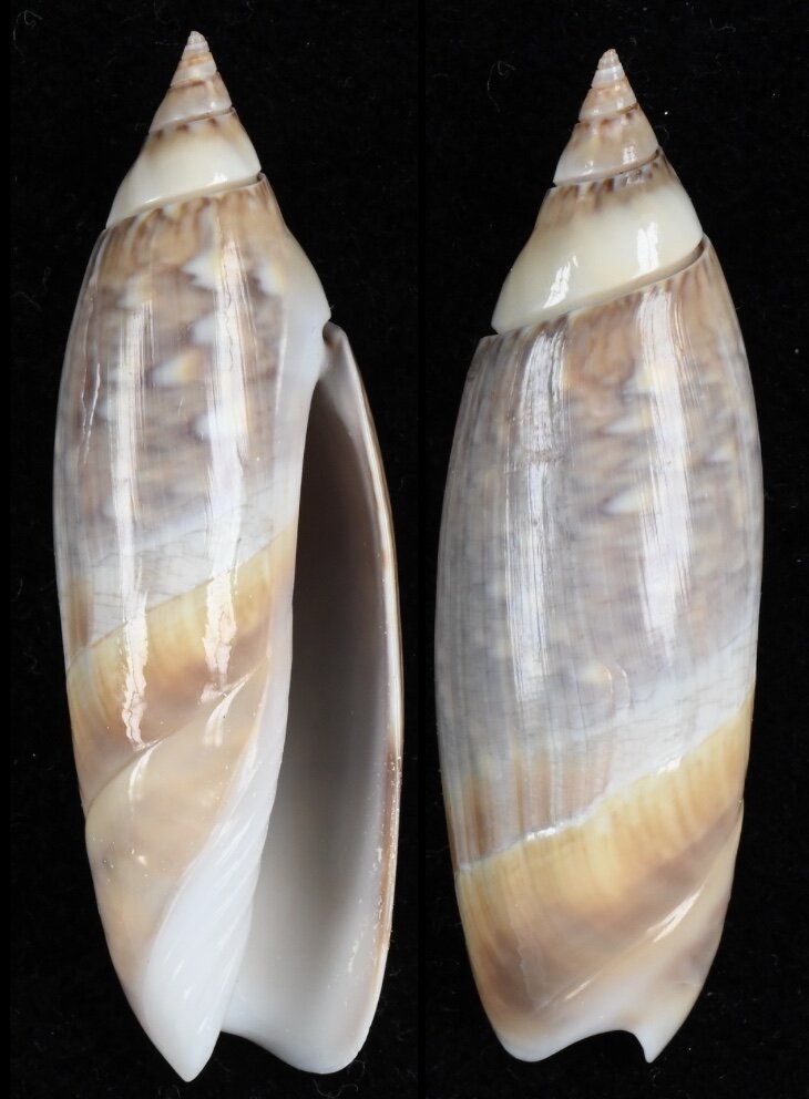 All shells - ShellBrothers - All shells