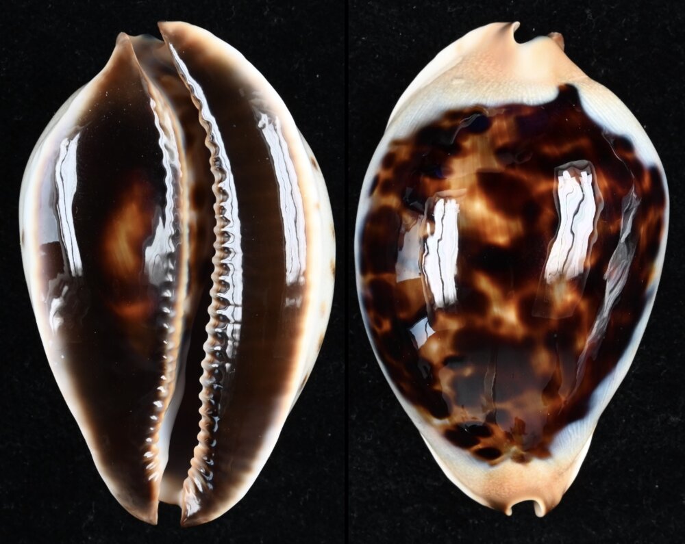 All shells - ShellBrothers - All shells