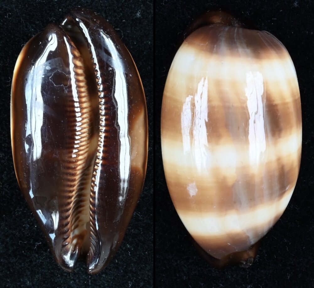 All shells - ShellBrothers - All shells