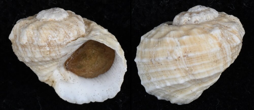 All shells - ShellBrothers - All shells