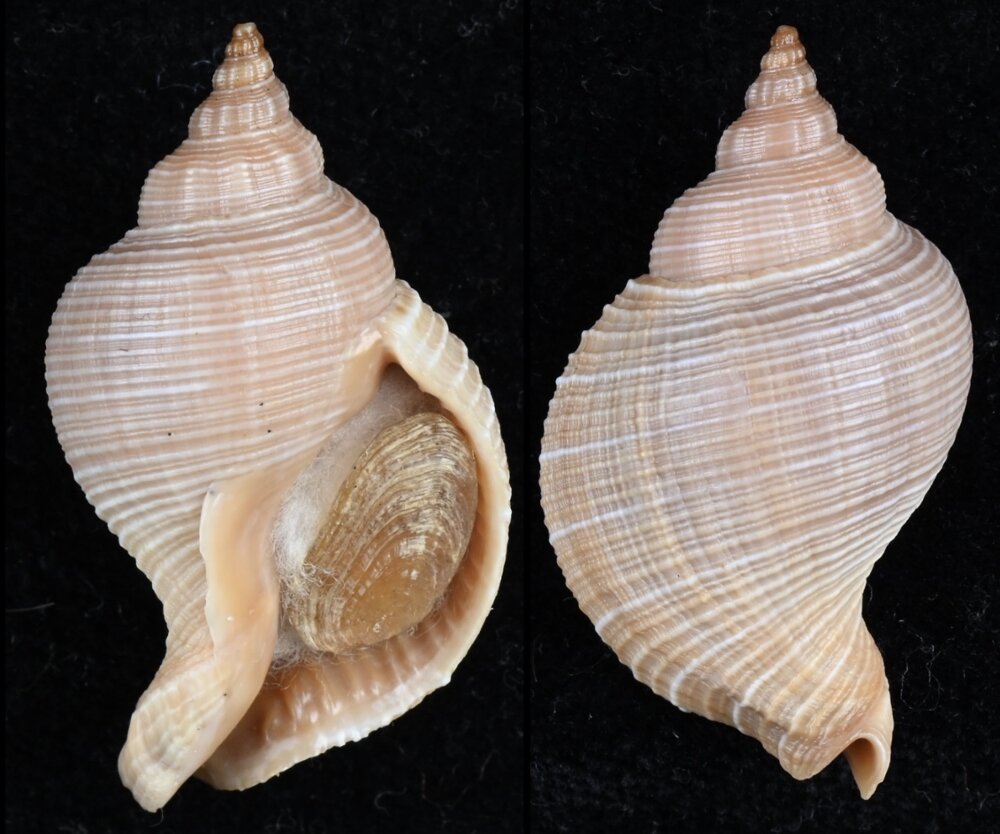 New shells - ShellBrothers - New shells