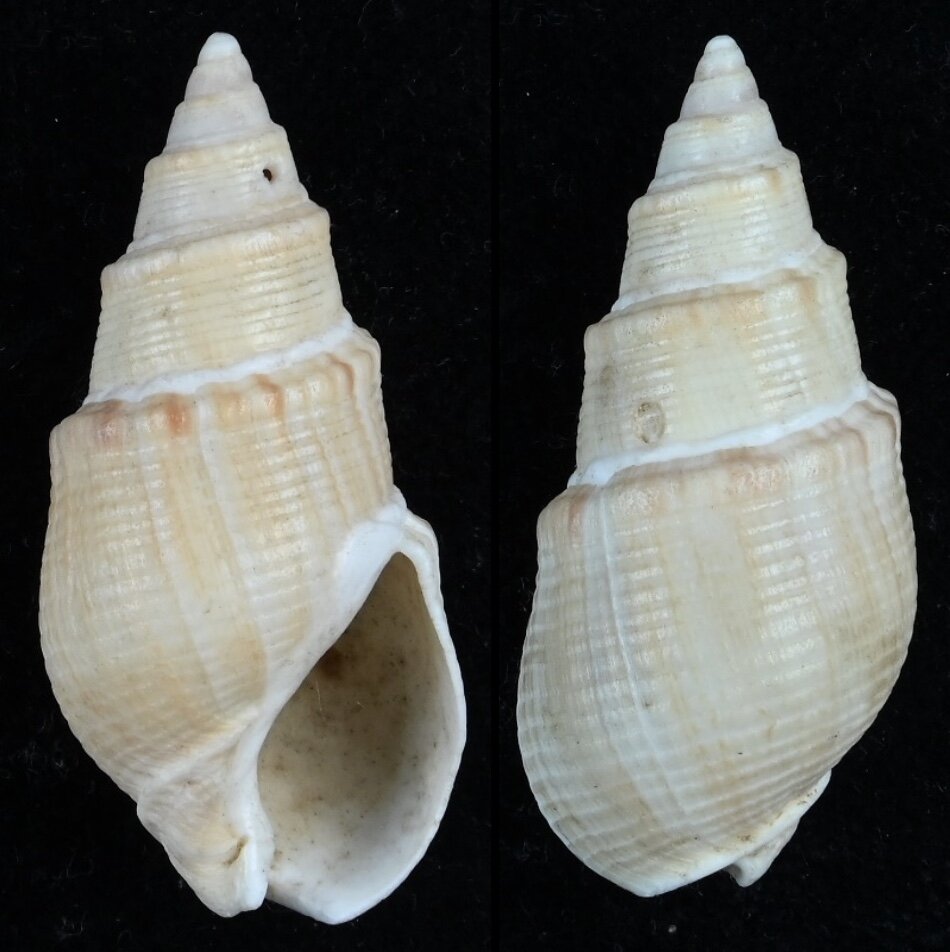 All shells - ShellBrothers - All shells
