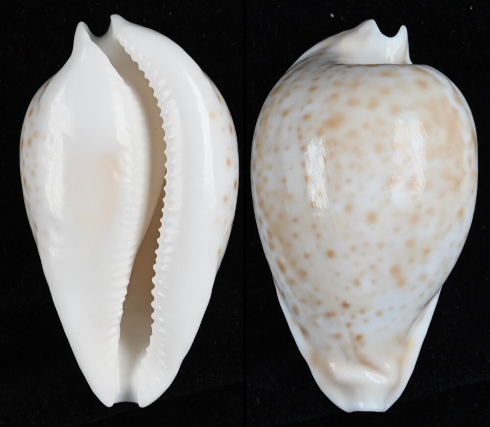 All shells - ShellBrothers - All shells