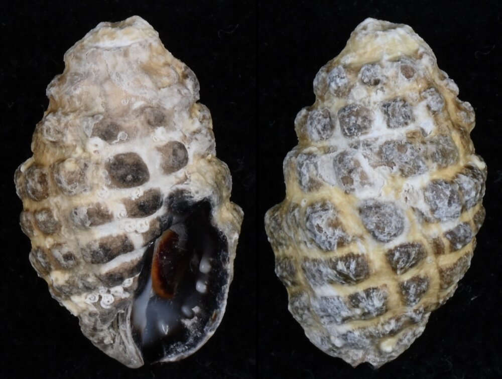 All shells - ShellBrothers - All shells