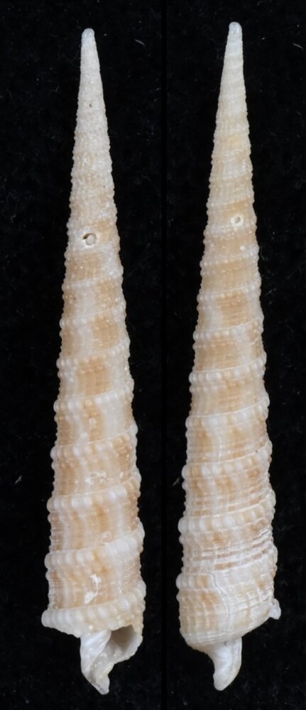 All shells - ShellBrothers - All shells