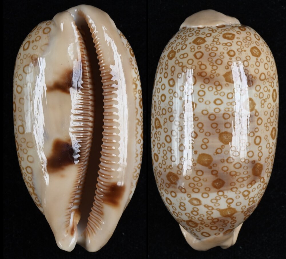 All shells - ShellBrothers - All shells