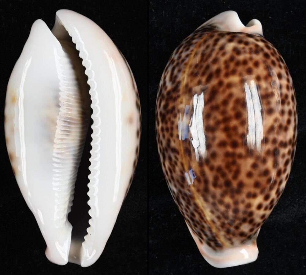 All shells - ShellBrothers - All shells