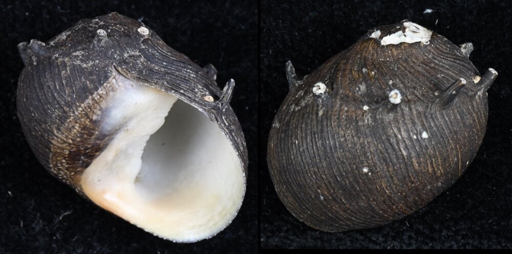All shells - ShellBrothers - All shells