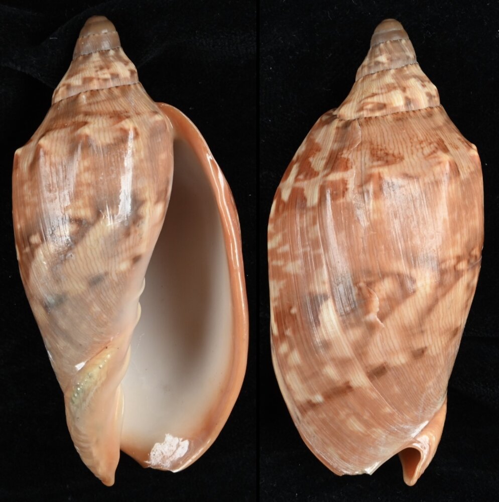 All shells - ShellBrothers - All shells