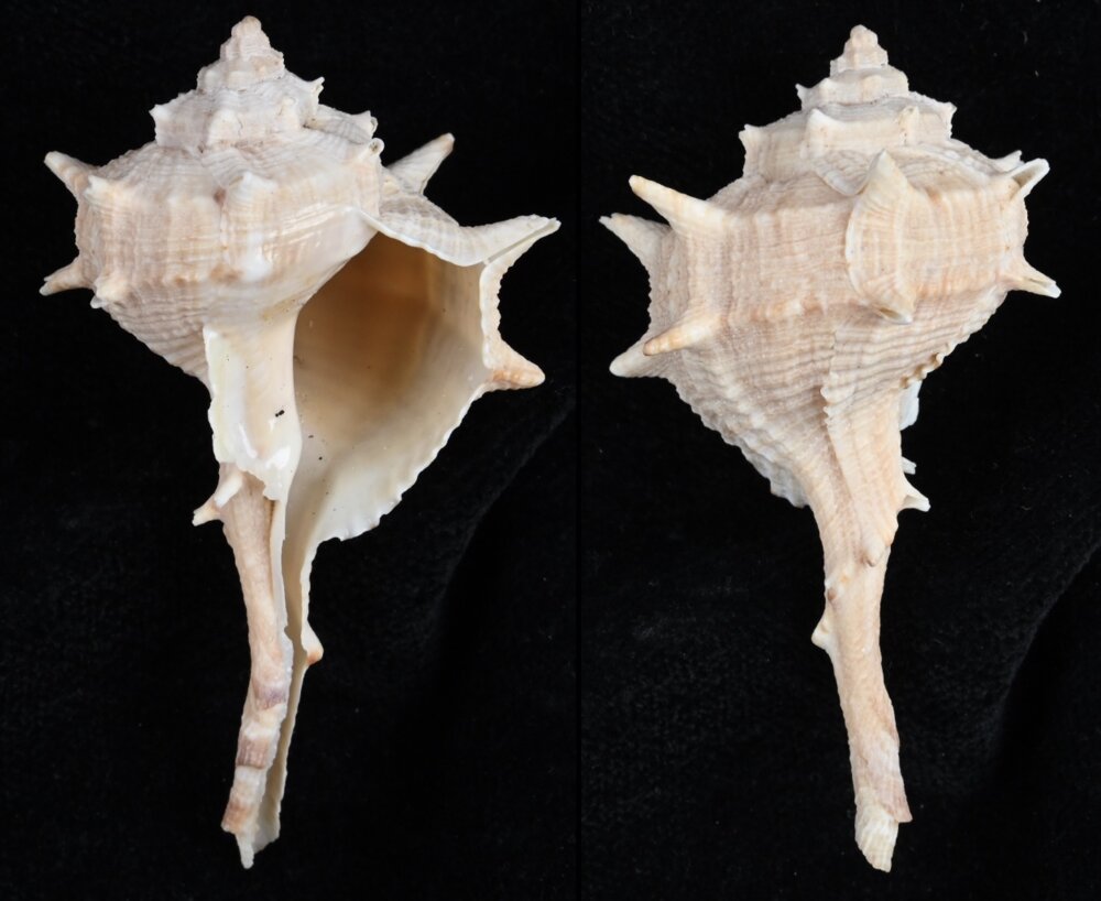 All shells - ShellBrothers - All shells