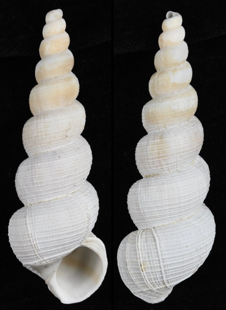 All shells - ShellBrothers - All shells