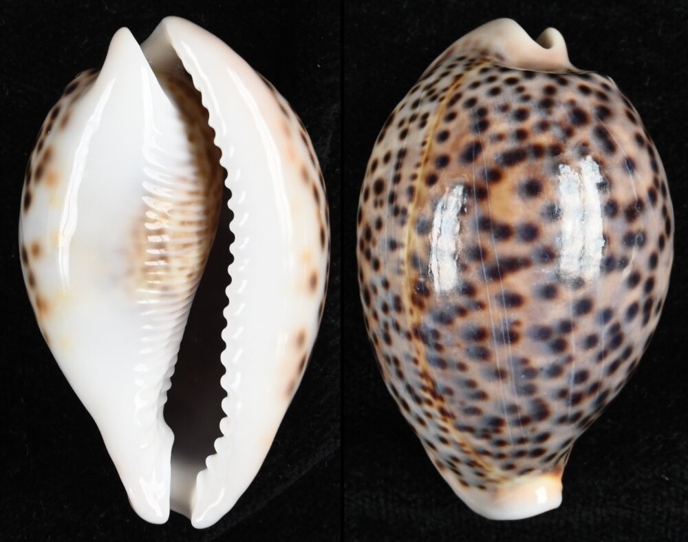 All shells - ShellBrothers - All shells