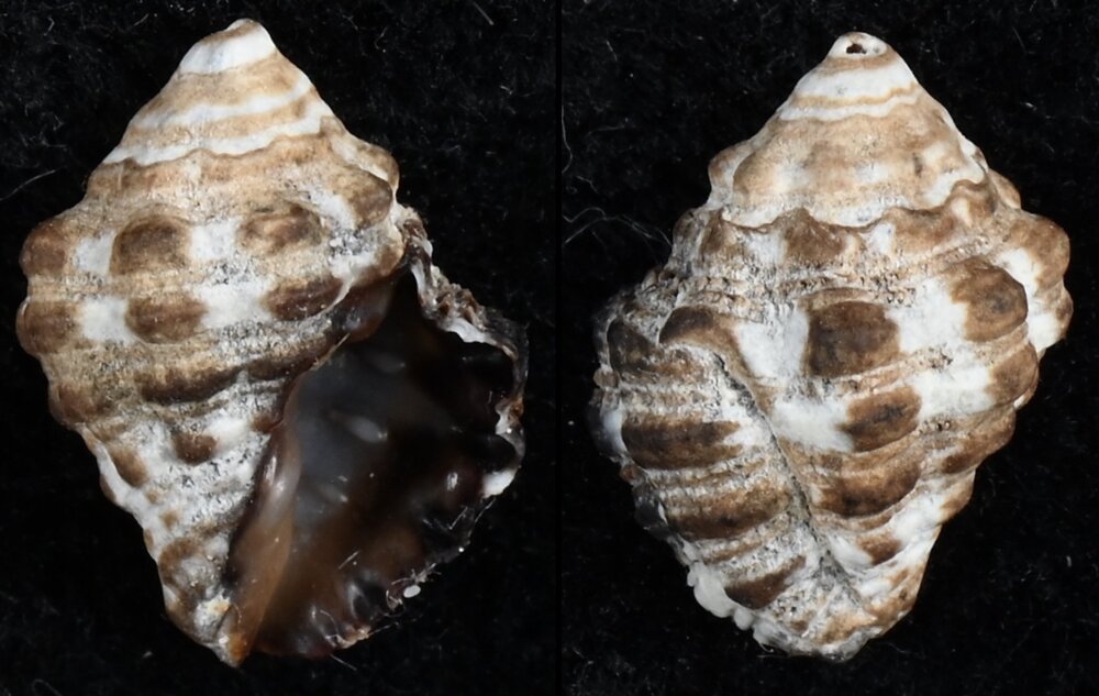 All shells - ShellBrothers - All shells