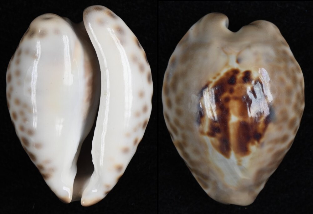 All shells - ShellBrothers - All shells