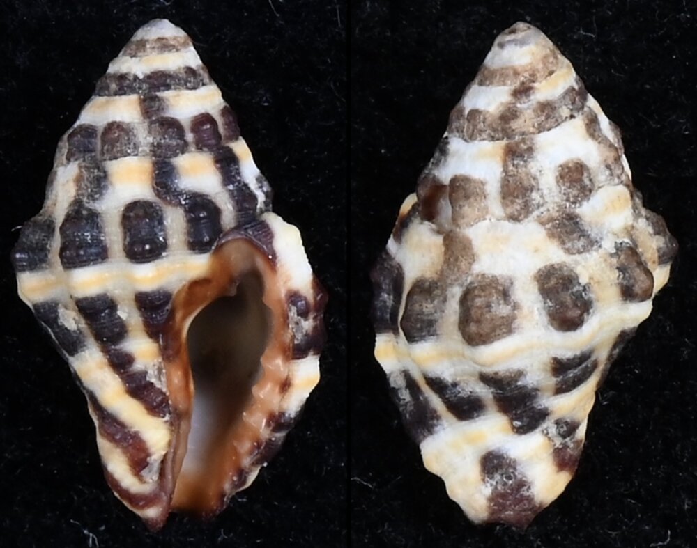 All shells - ShellBrothers - All shells
