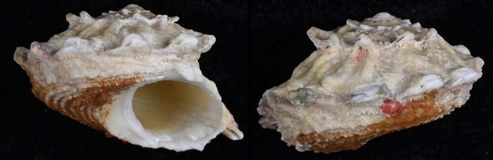 All shells - ShellBrothers - All shells
