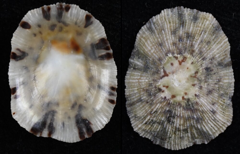 All shells - ShellBrothers - All shells