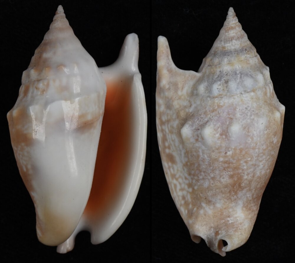 All shells - ShellBrothers - All shells