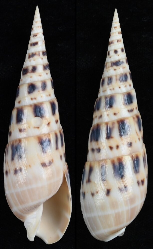 New shells - ShellBrothers - New shells