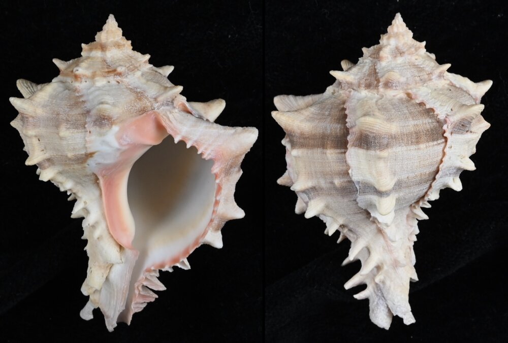 All shells - ShellBrothers - All shells