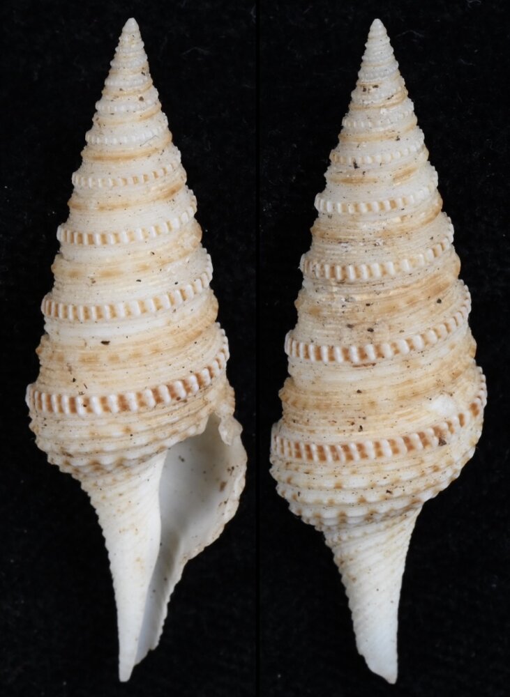 All shells - ShellBrothers - All shells