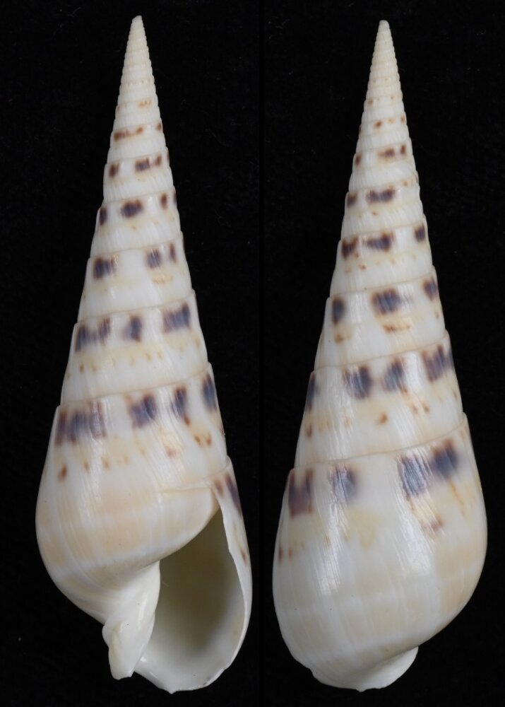 All shells - ShellBrothers - All shells