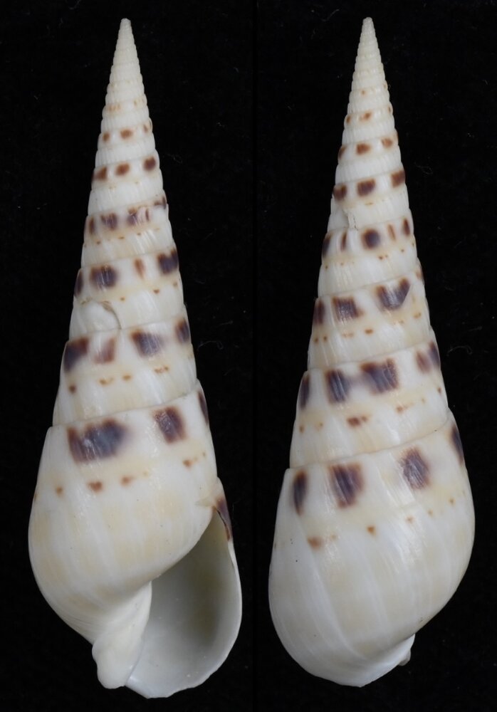 All shells - ShellBrothers - All shells