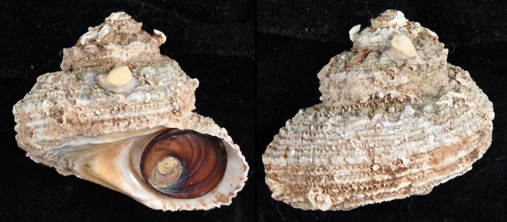 New shells - ShellBrothers - New shells
