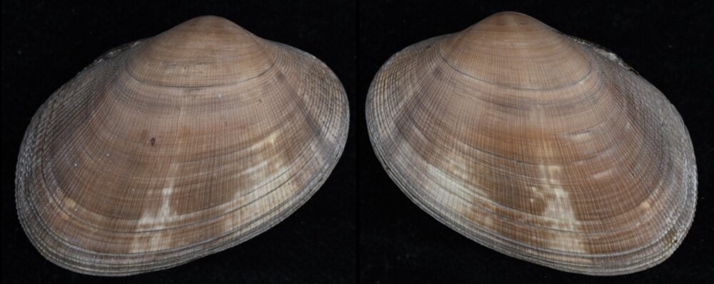All shells - ShellBrothers - All shells