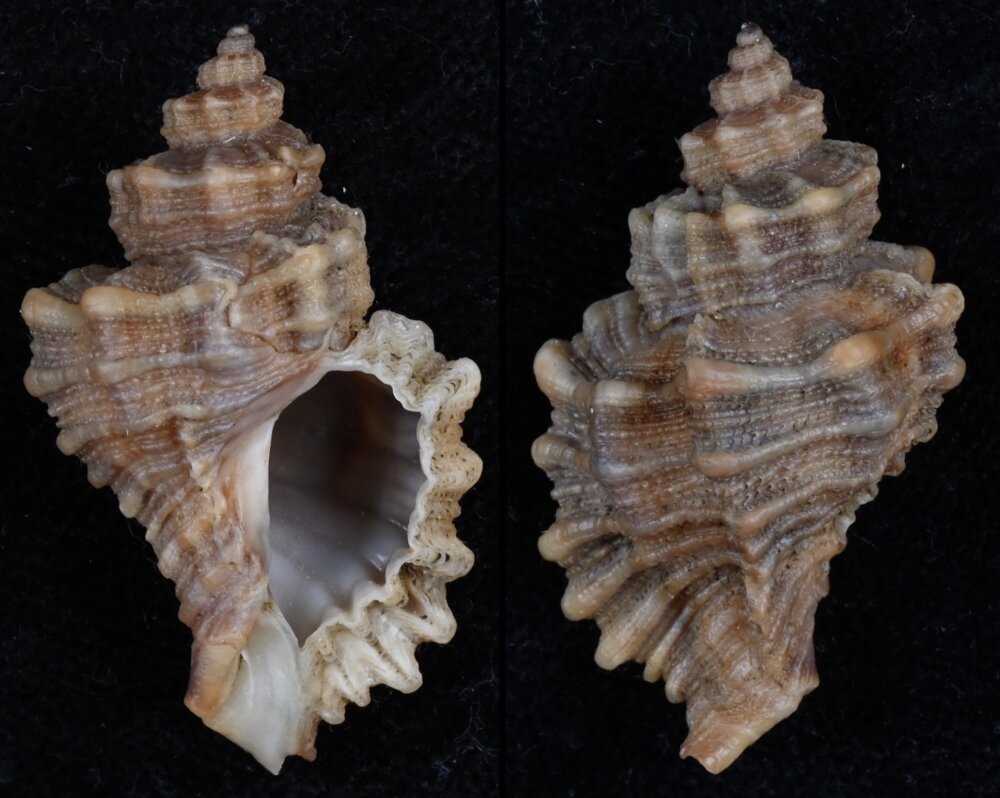 New shells - ShellBrothers - New shells