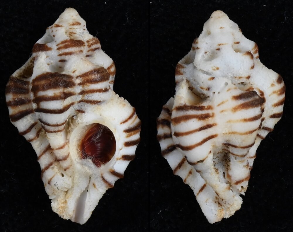 New shells - ShellBrothers - New shells