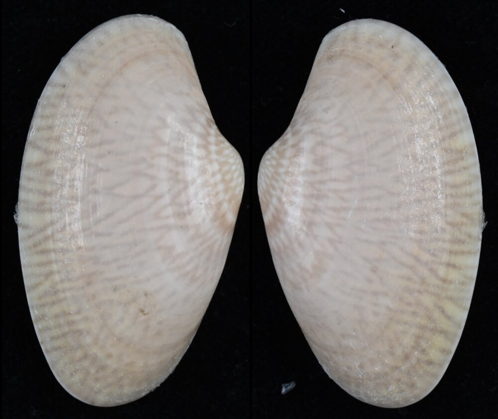 New shells - ShellBrothers - New shells