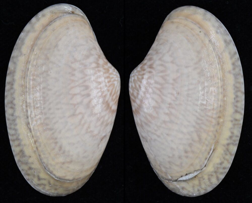 New shells - ShellBrothers - New shells