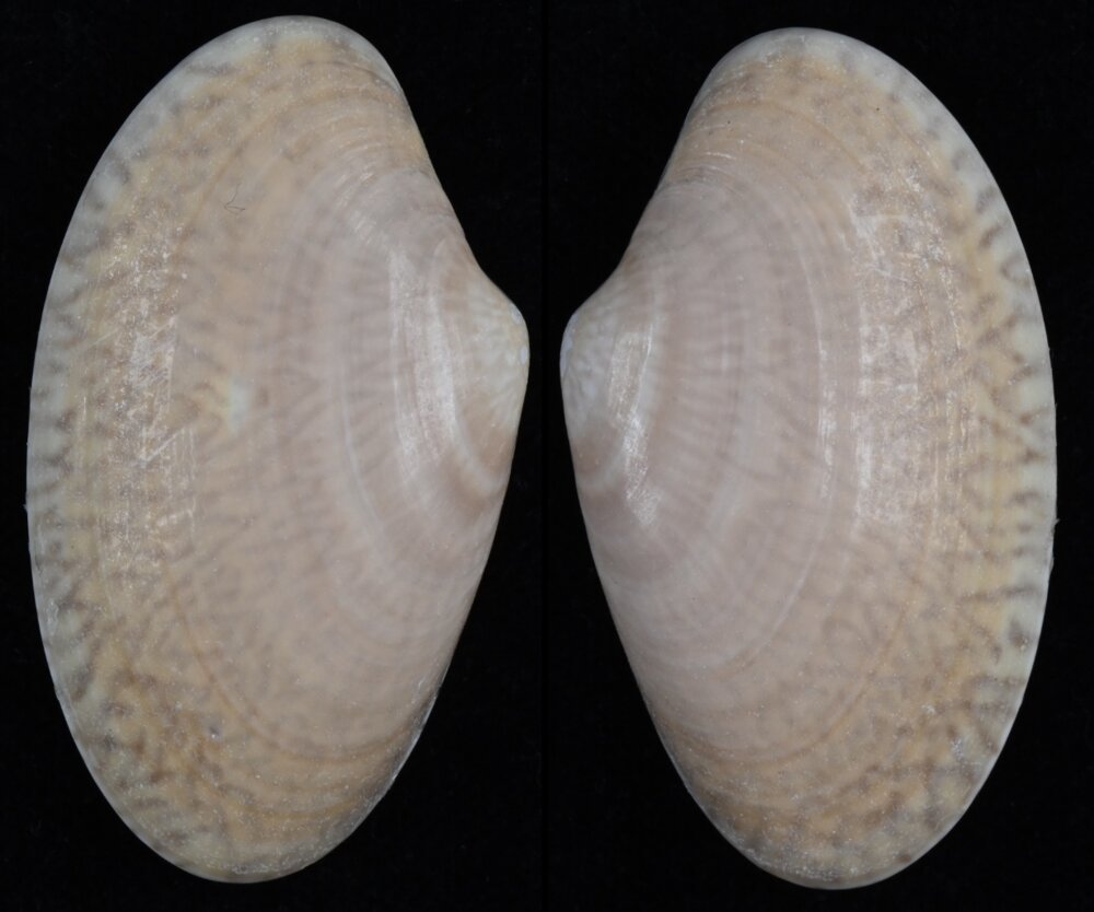 New shells - ShellBrothers - New shells
