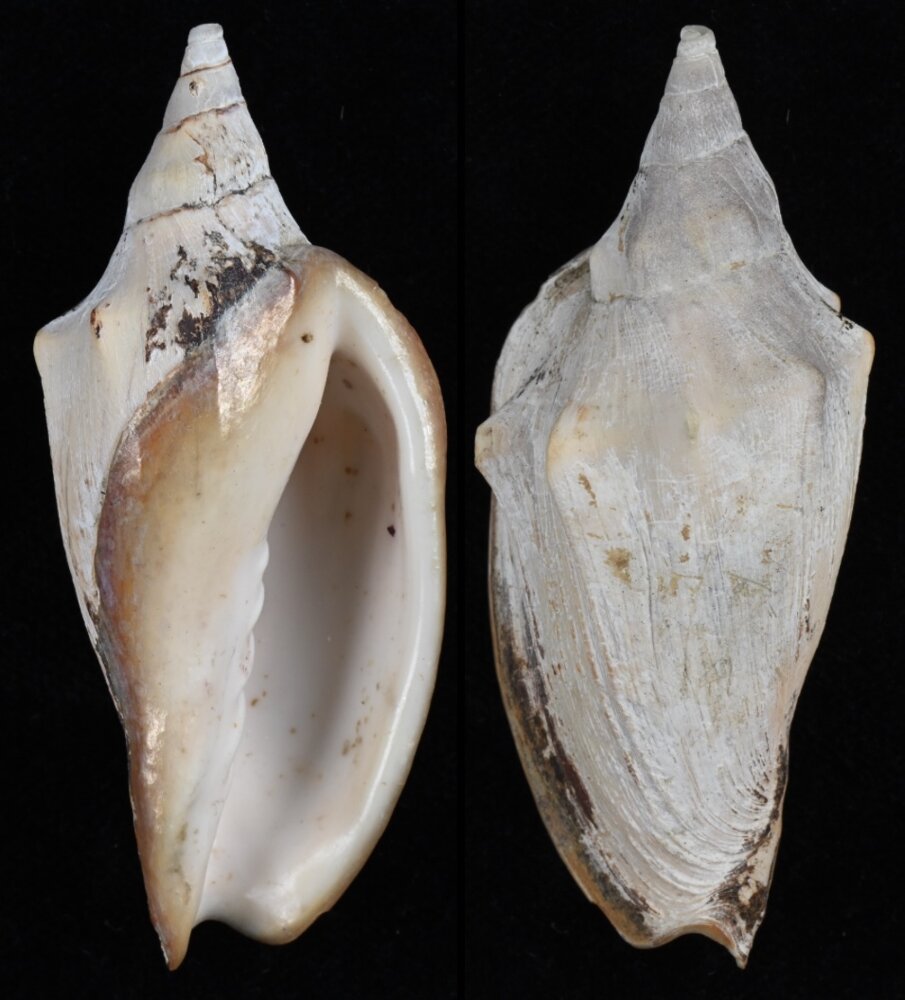 All shells - ShellBrothers - All shells