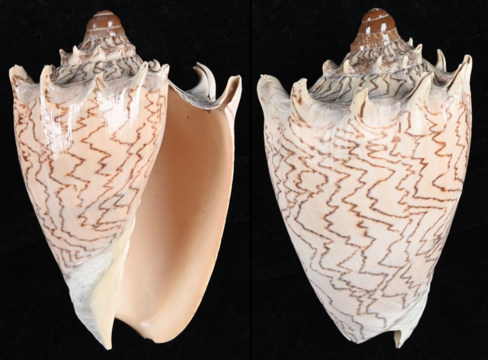 All shells - ShellBrothers - All shells