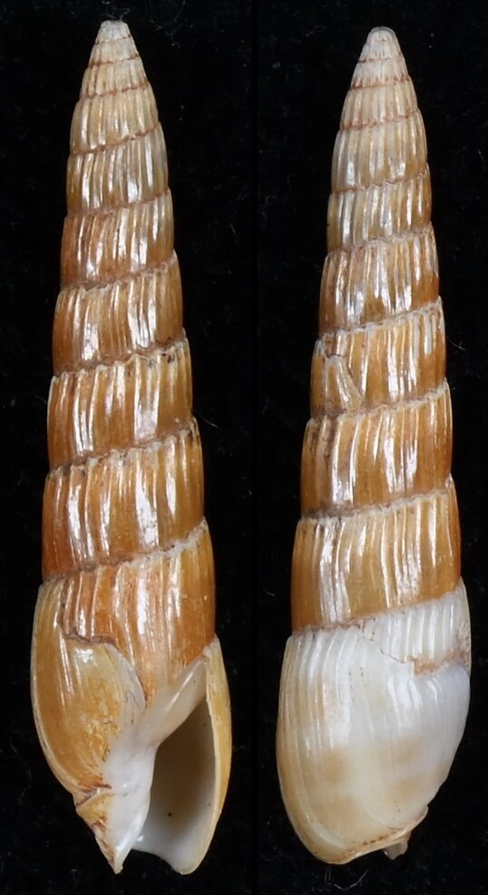 ShellBrothers - Monsecour Brothers specimen shells