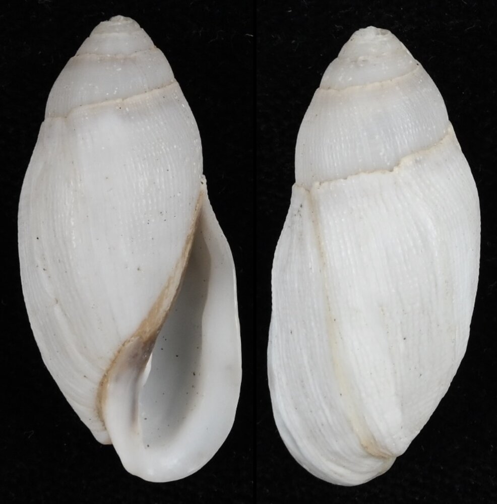 All shells - ShellBrothers - All shells