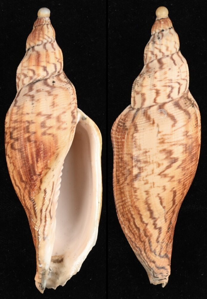 All shells - ShellBrothers - All shells