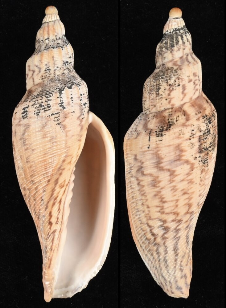 All shells - ShellBrothers - All shells