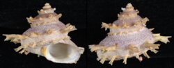 New shells - ShellBrothers - New shells